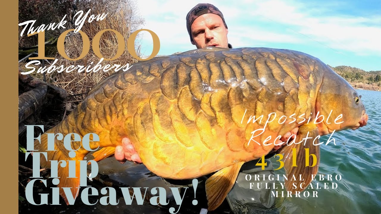 Fully Scaled Mirror Carp