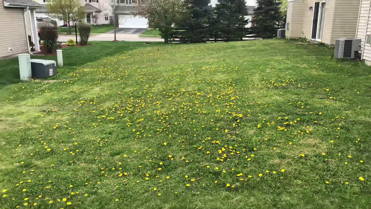 OVERNIGHT Weed Control - Turf Builder Weed & Feed - INCREDIBLY Fast ...