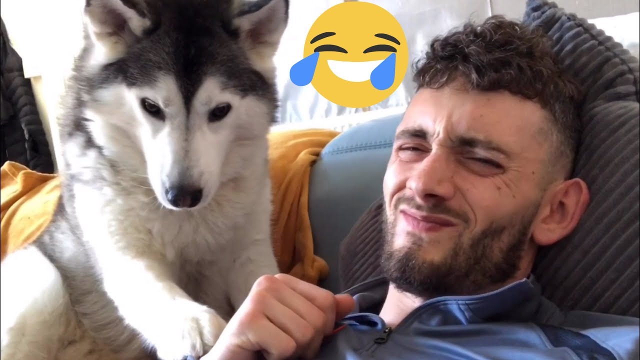 Husky Gets Angry & Refuses To Let Dad Sleep! [TRY NOT TO LAUGH] - YouTube