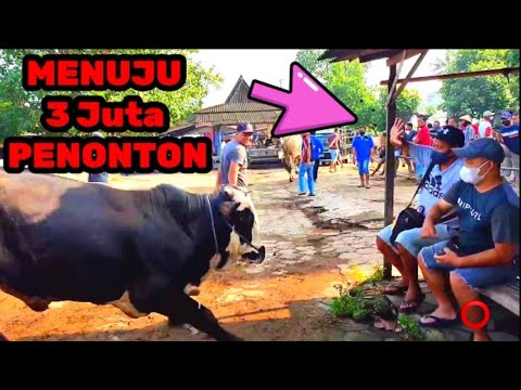 🔥🔥🔥SAPI NGAMUK DILUAR NALAR ‼️DIPASAR PRAMBANAN🔥🔥🔥
