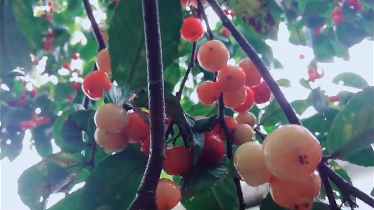 Lololikka Achar | Lololikka | Kerala Sour Fruits | Lubikka ...