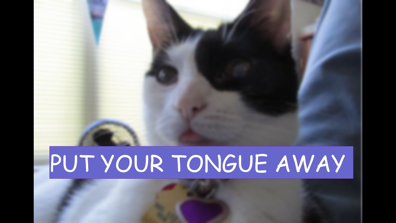 Put Your Tongue Away 12 9 14 Day 203 Youtube