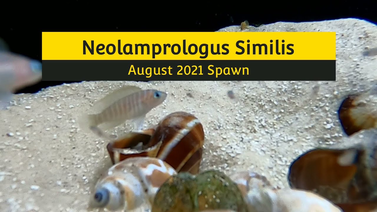 Neolamprologus Similis