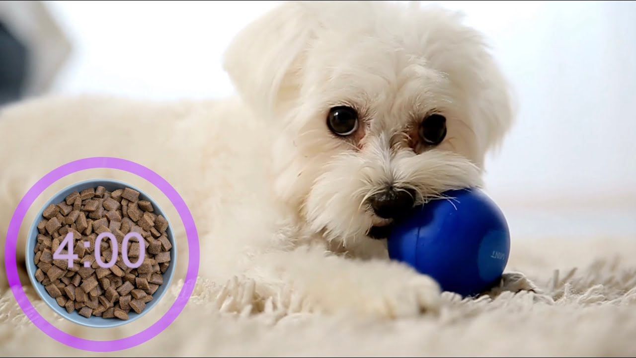 4 MINUTE DOG SLEEP TIMER COUNTDOWN - YouTube