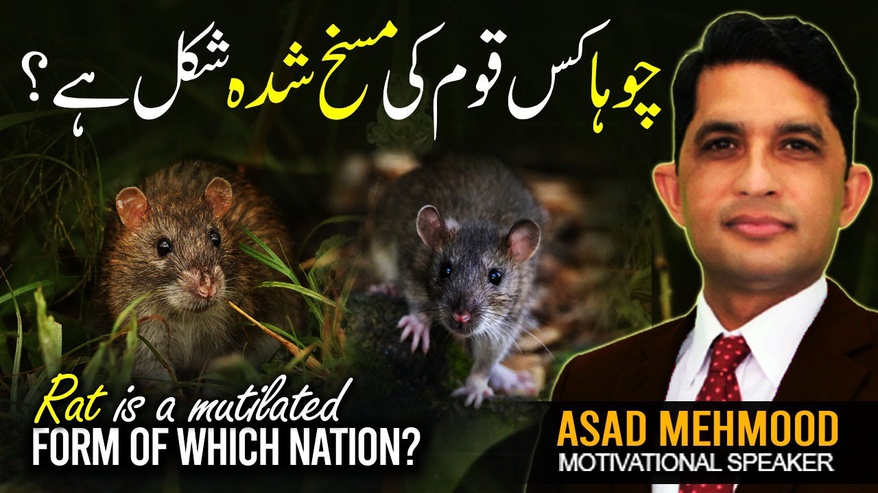 History of Rats in Islam | Kya Chuhe Ko Marna Jaiz Hai | How to Get Rid ...