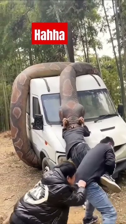 big snake eat human#youtubeshorts #shorts - YouTube