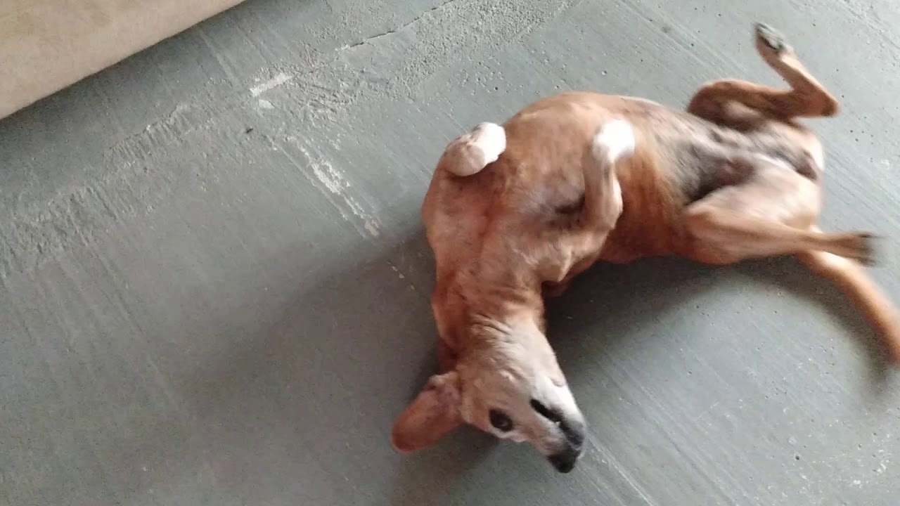 My possessed dog - YouTube
