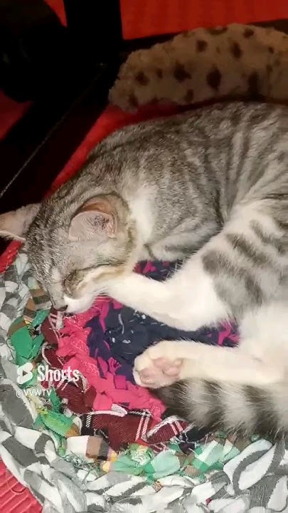 Милый котик 🥰 Youtube