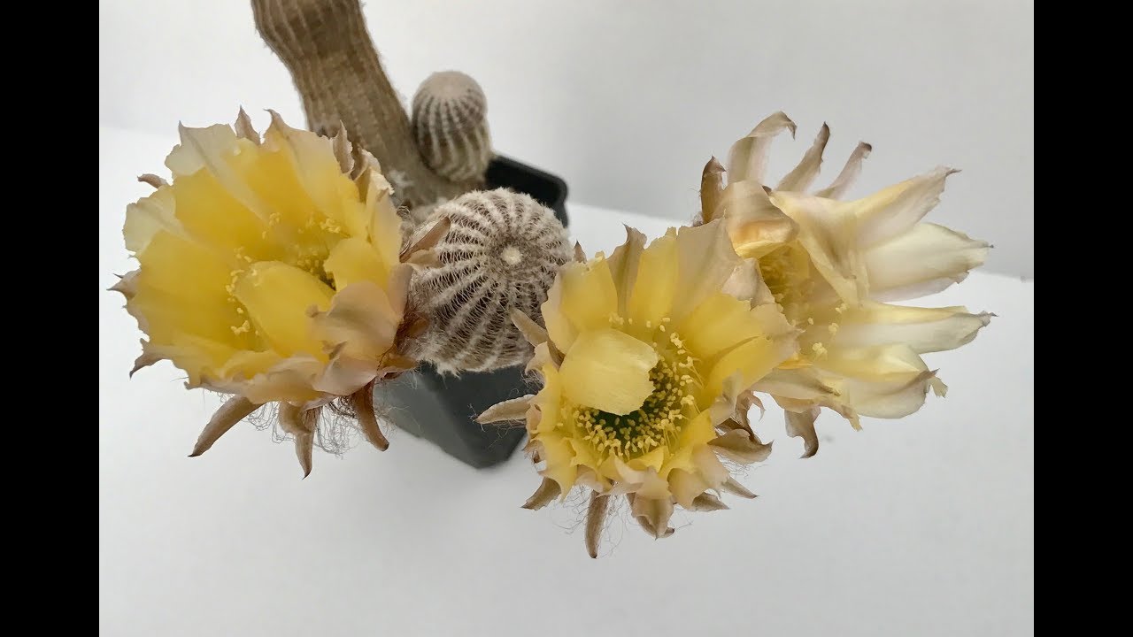 Lobivia albolanata - YouTube