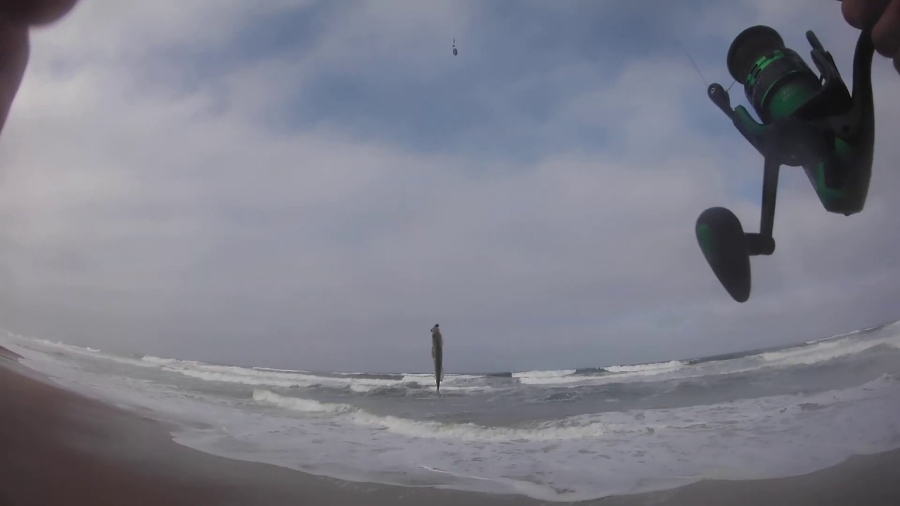 20200222 First Barred Surf Perch for the day - YouTube