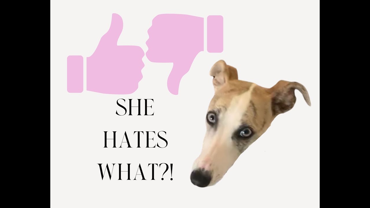 Things Willow Loves And Hates ┃ Paige And The Little Whippet Willow ...