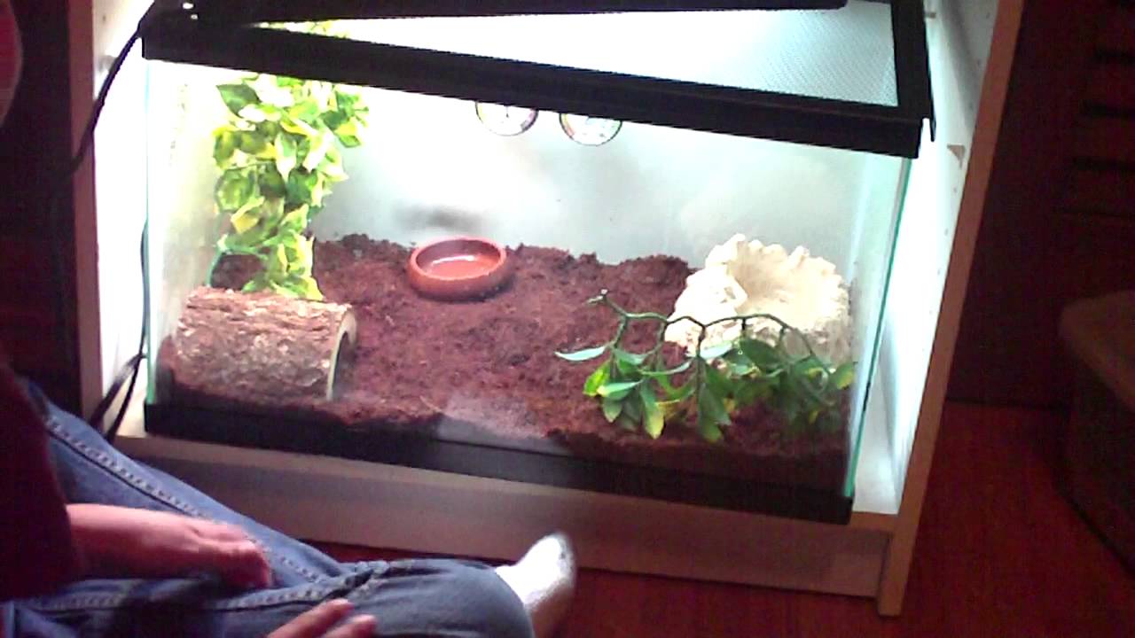 Green anole setup - YouTube