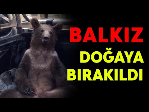 Acı bal yediği için baygınlık geçiren 'Balkız' isimli bozayı tekrar doğaya bırakıldı