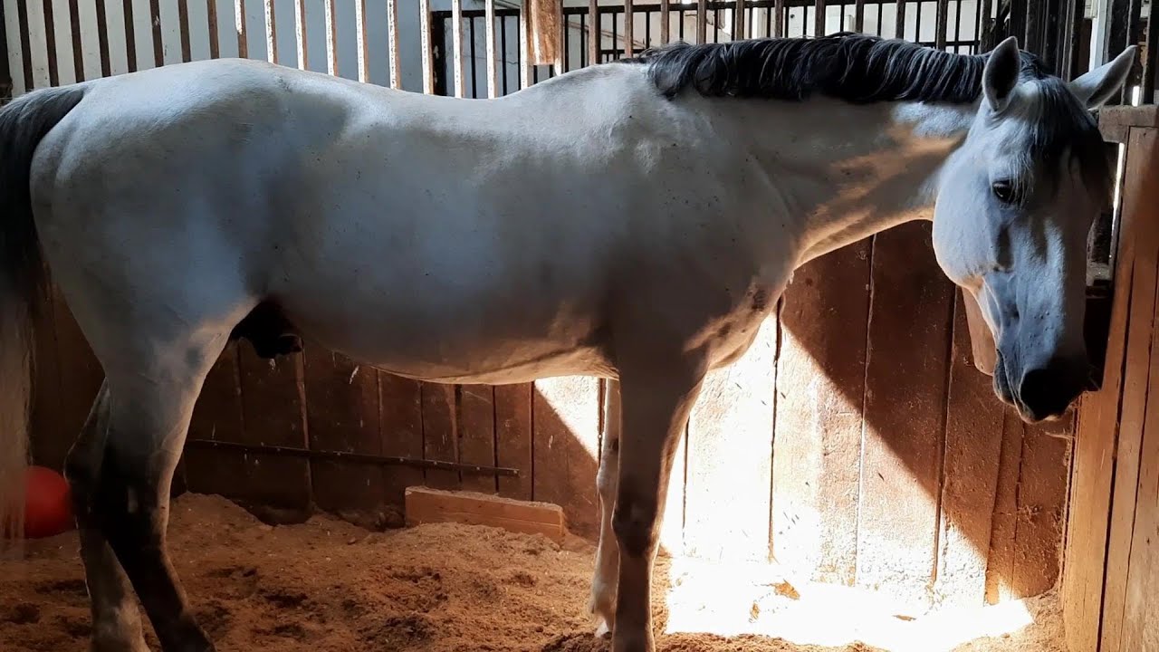 UN SUPERB ARMASAR SUR | ROMANIAN HORSES | CAL DE SPORT ROMANESC - YouTube