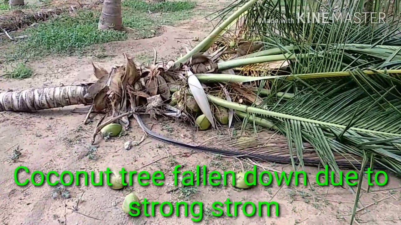 wind cyclone attacks Coconut trees - YouTube