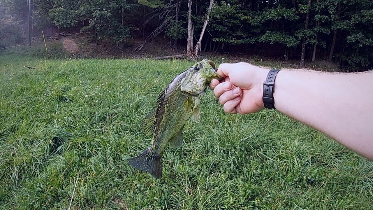 First day of the Fish Donkey Tournament - YouTube
