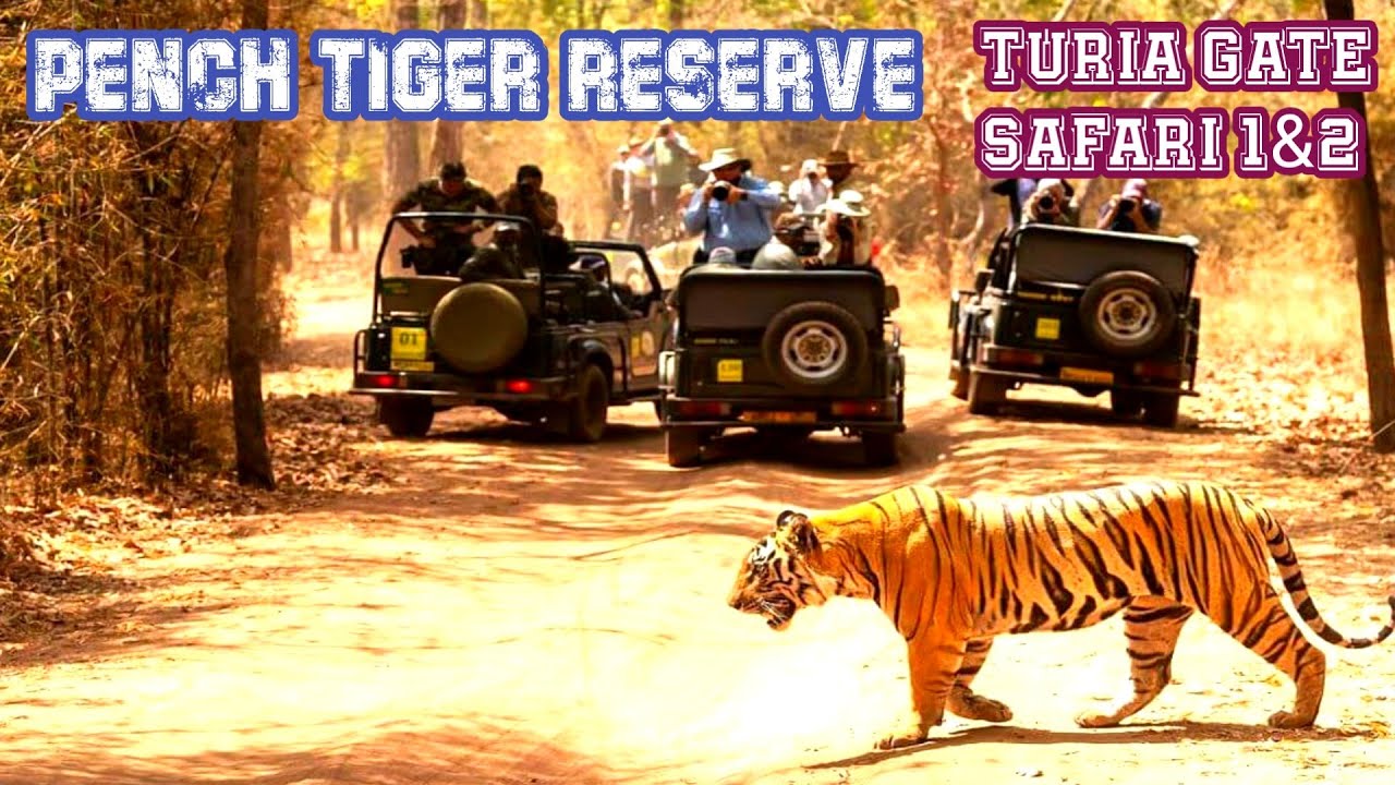 🐅🐅 Thrill Tiger Sighting in Pench Tiger Safari 🔥🔥 | Jolly Trip - YouTube