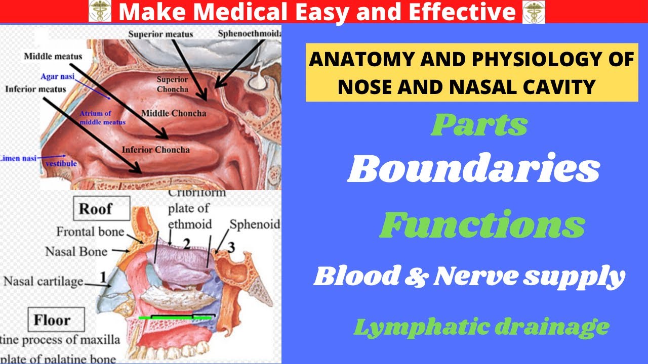ANATOMY AND PHYSIOLOGY OF THE NOSE AND NASAL CAVITY | FUNCTIONS ...