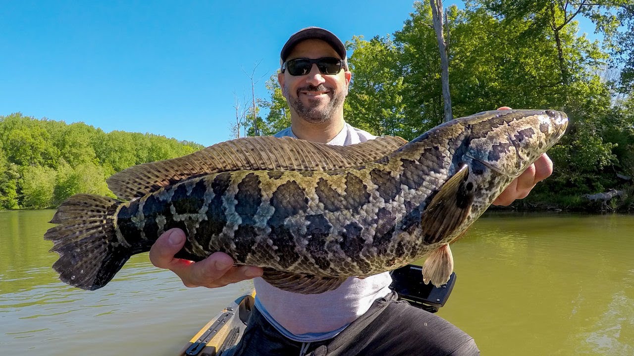 Another GIANT Snakehead While Kayak Bass Fishing!!!! (New PB) - YouTube