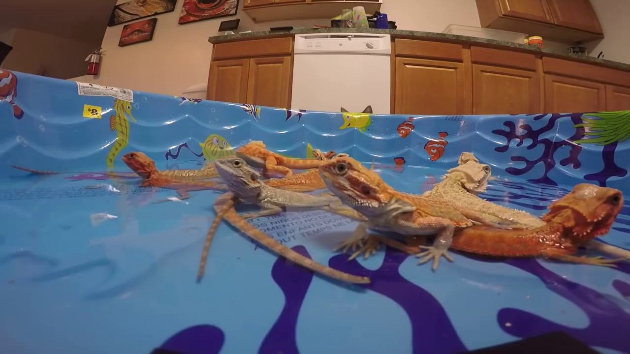 Bath Time With The Gopro Quality!! - YouTube