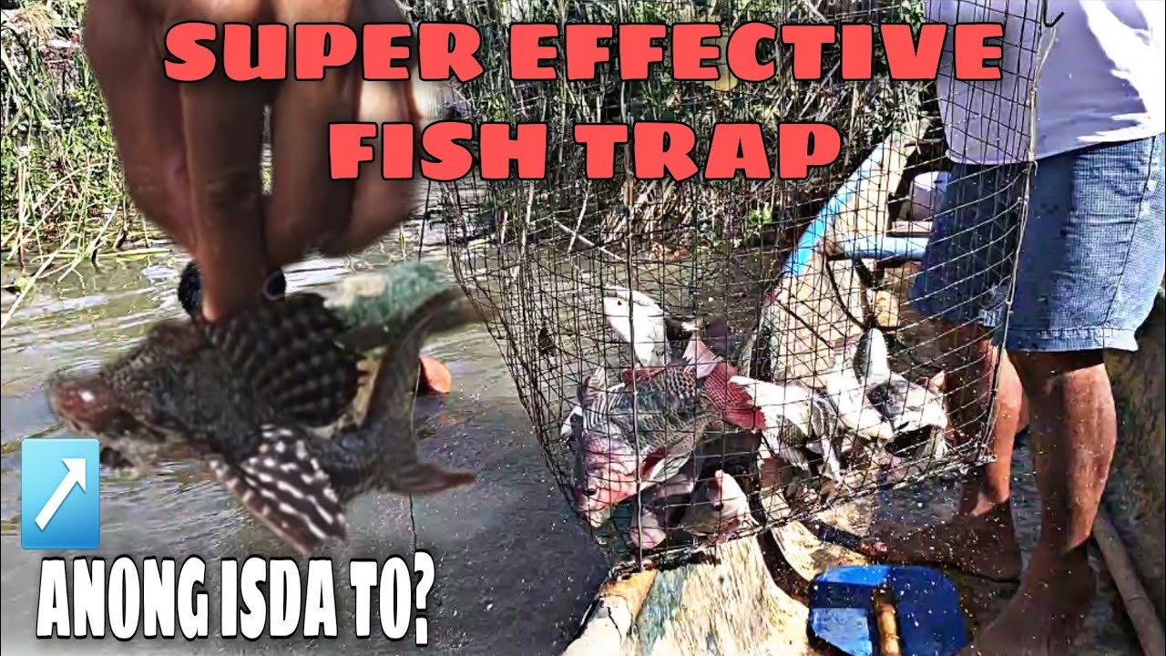 METAL SCREEN FISH TRAP (4) SUPER EFFECTIVE FISH TRAP (TRADITIONAL ...
