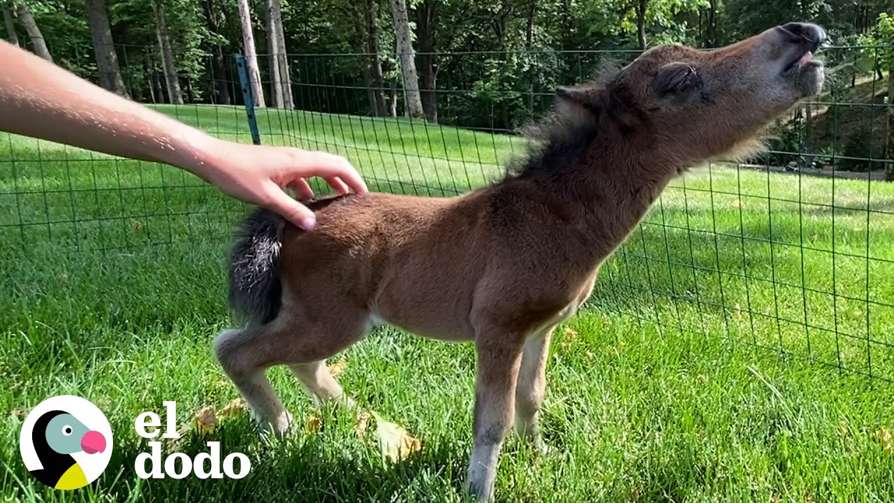 Enanismo En Caballos Clonan Al Primer Caballo En Latinoamérica | El