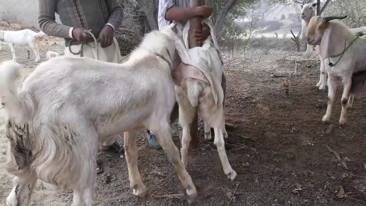 Gulabi bakra | Gulabi breedar | gulabi bakra | Breeding gulabi goat ...