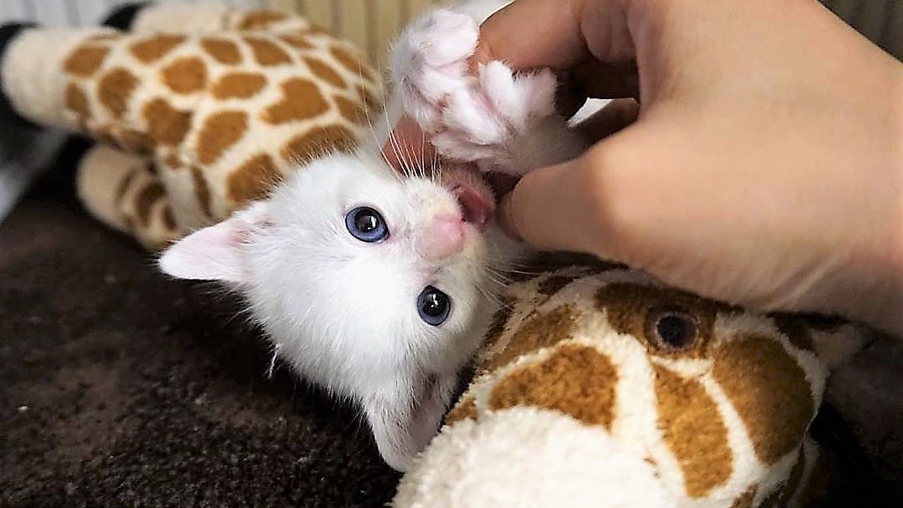 Rescue a Super Cute and Adorable Tiny Kitten - YouTube