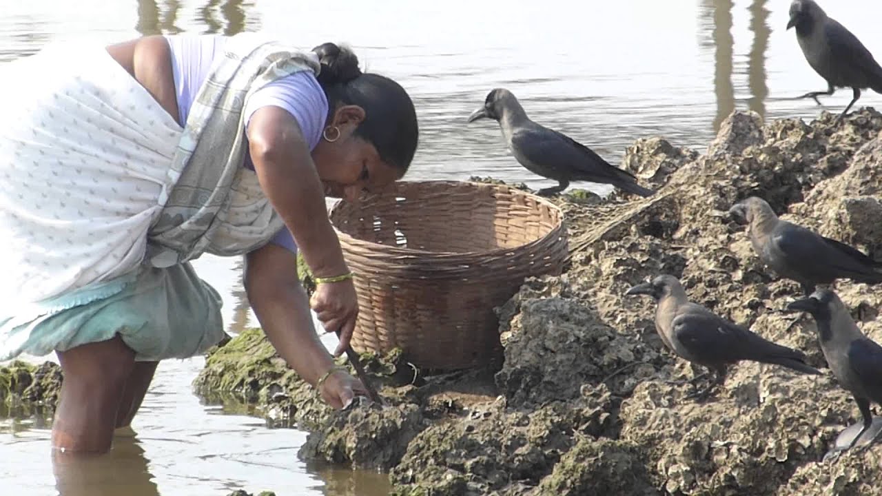 SHELLFISH BEACH STREET MANDREM goa india ГОА - YouTube