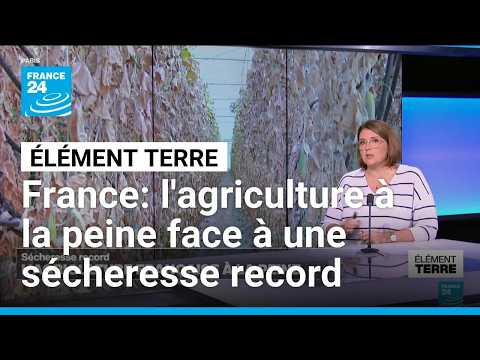 Sécheresse record en France: les conséquences sur l'Agriculture • FRANCE 24