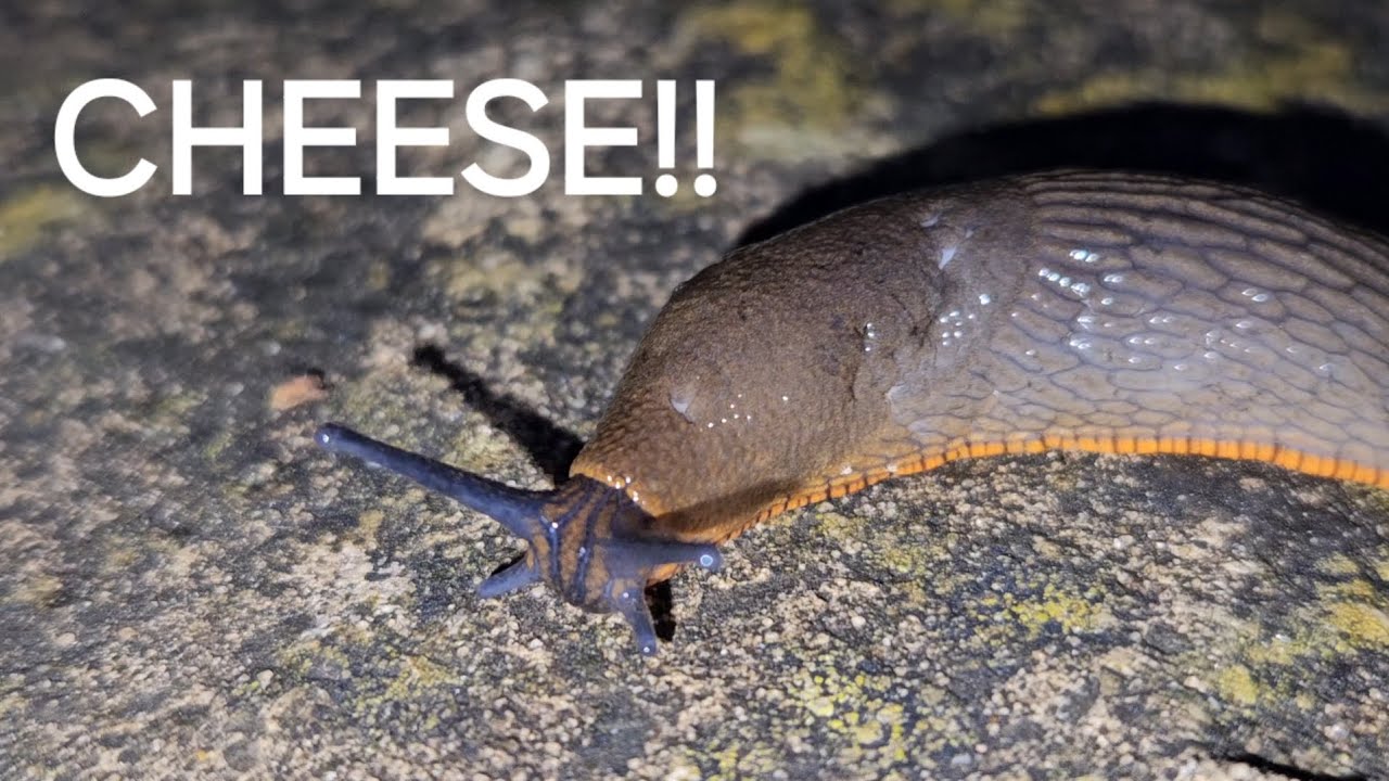 Do Slugs Eat Cheese?? - YouTube