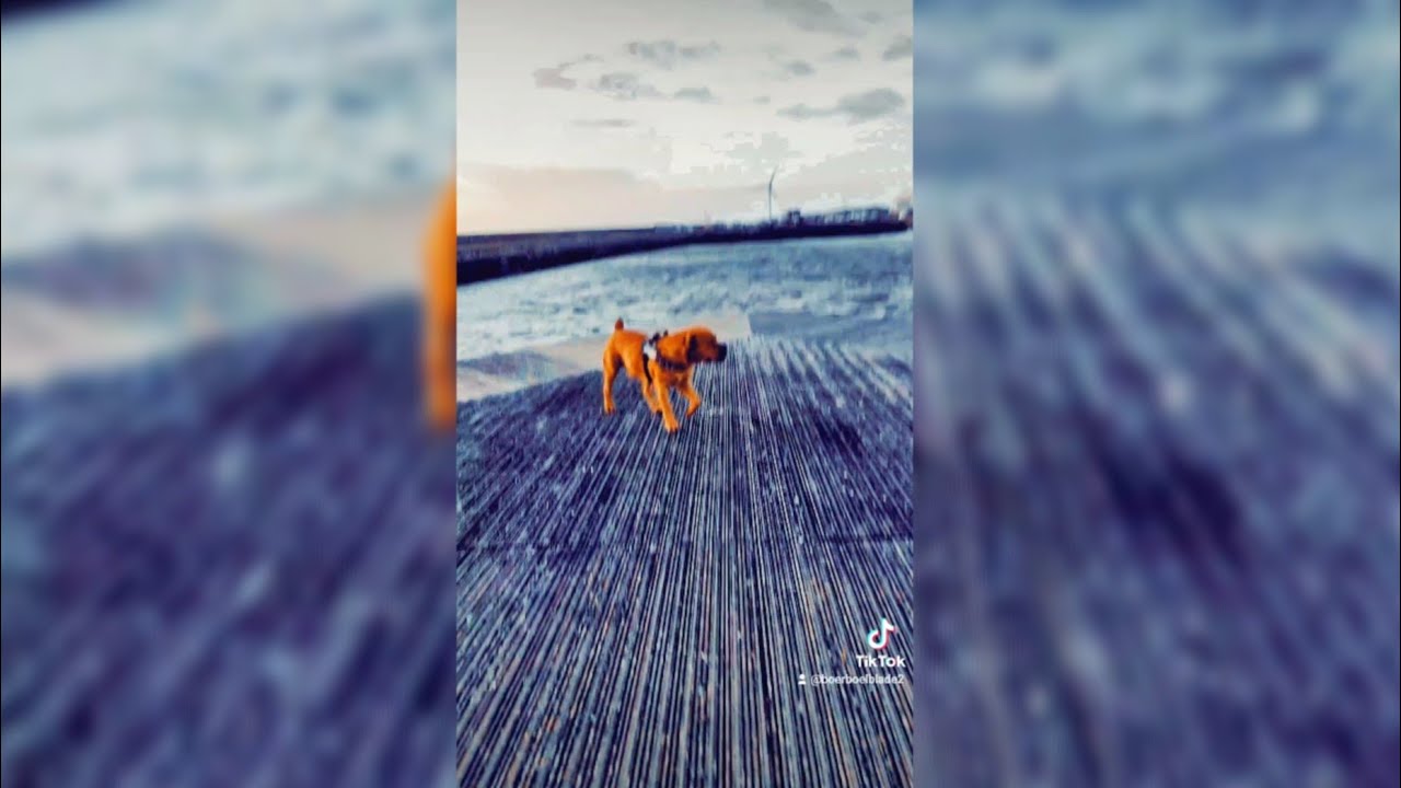boerboel blade & aria 506 - YouTube