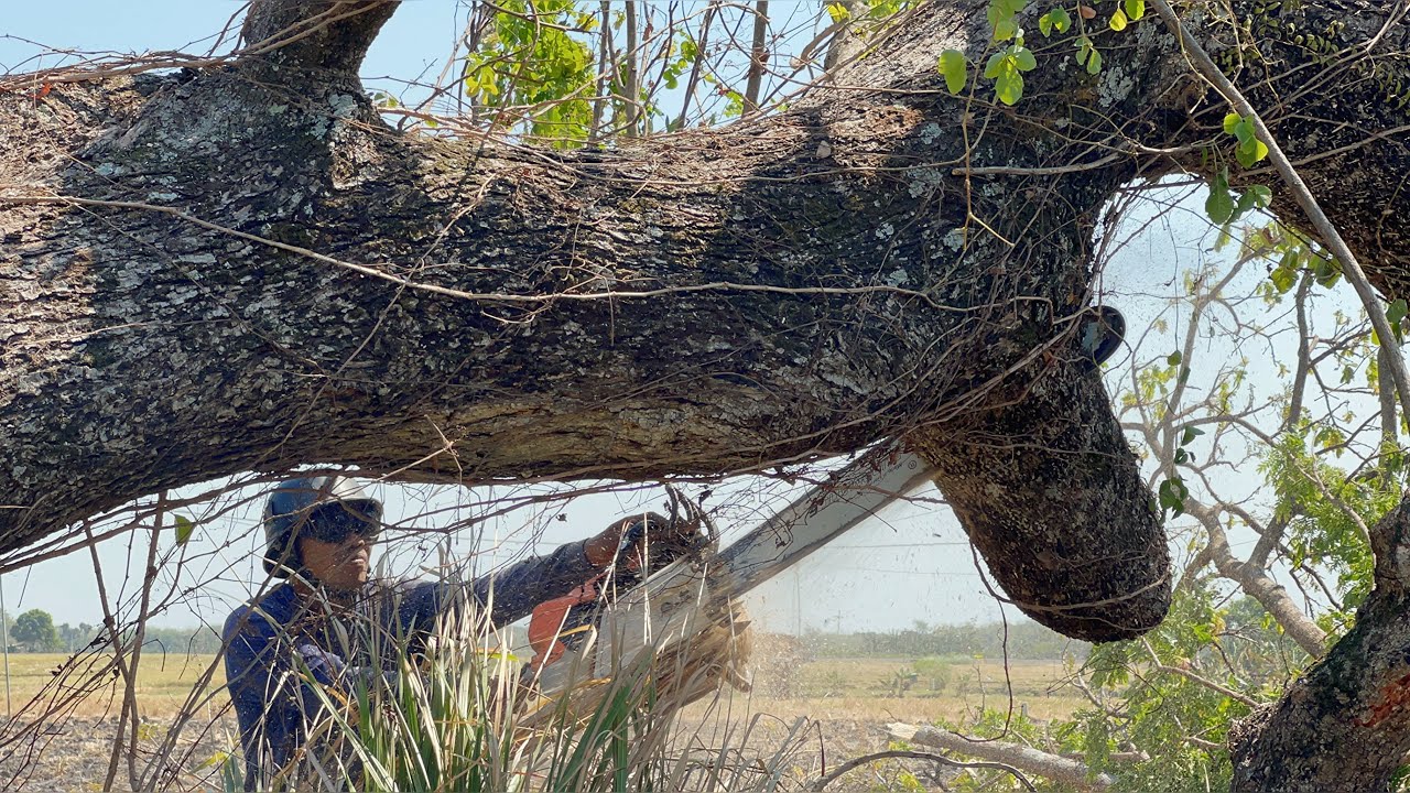 Cut down Old tree in the middle of rice fields, Stihl ms881 chainsaw ...