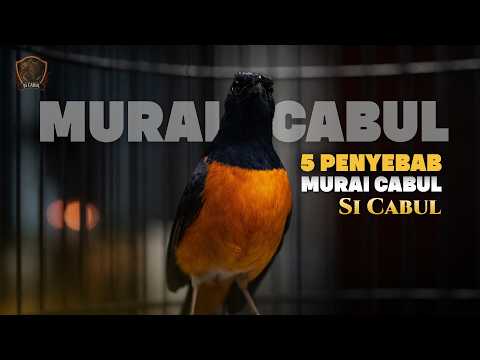 AKHIRNYA DAPET MURAI CABUL! Ternyata Masalahnya Bukan di Burung… Tapi di Ini
