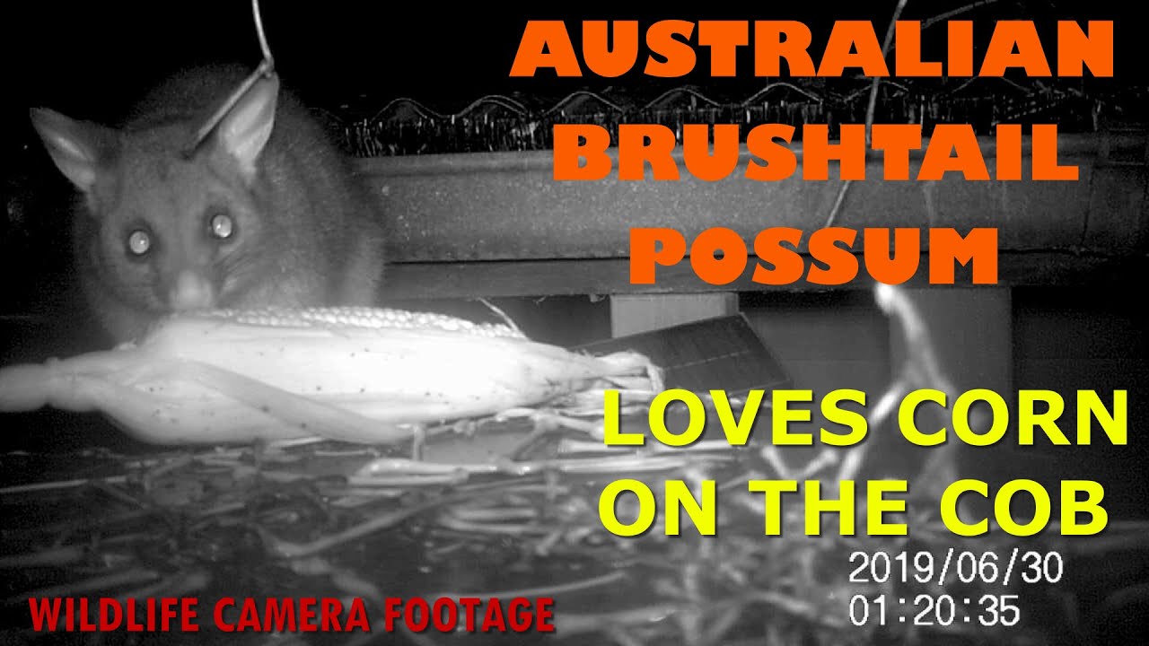 AUSTRALIAN BRUSHTAIL POSSUM LOVES CORN ON THE COB - YouTube