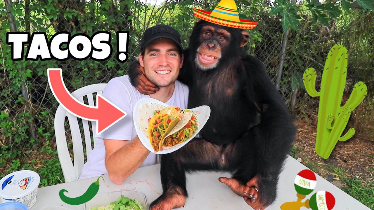 MAKING TACOS WITH CHIMPANZEE ! CINCO DE MAYO FOR MONKEYS !! - YouTube