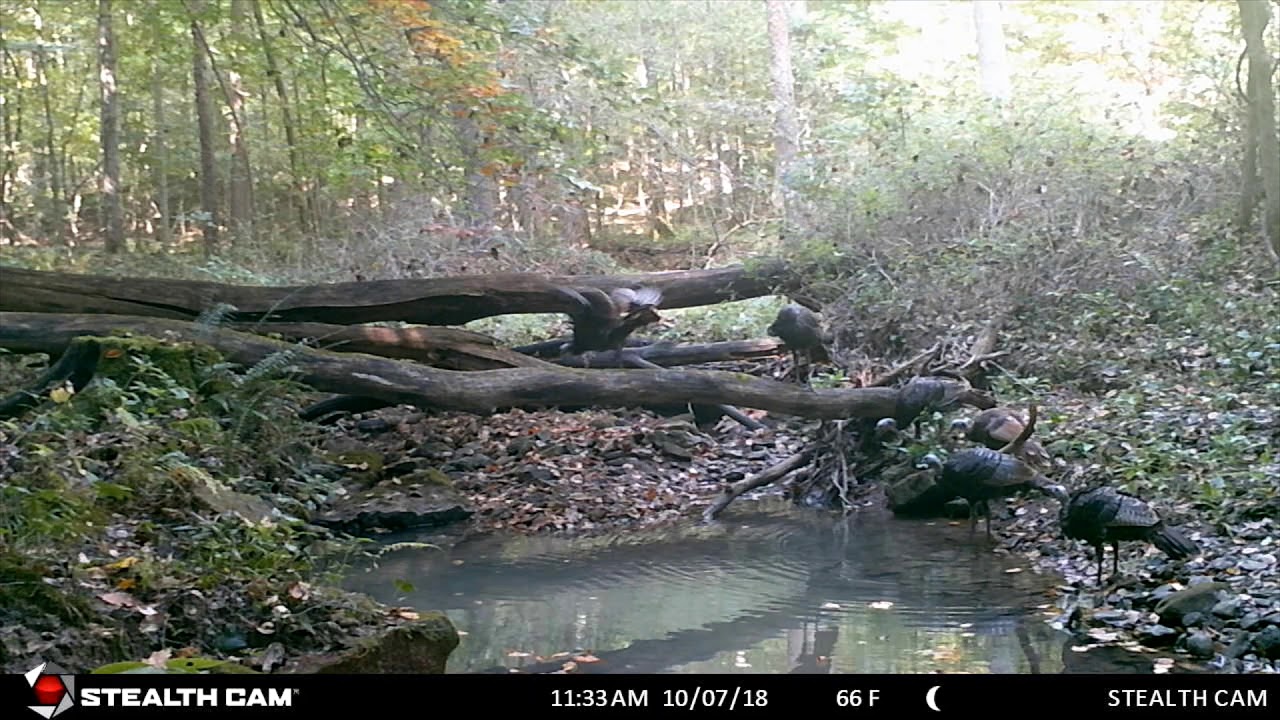 Sounds of the southern Indiana forest. Turn up your volume. - YouTube