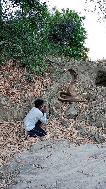 The snake came out while digging the soil#shorts#youtubeshorts#vfx# ...