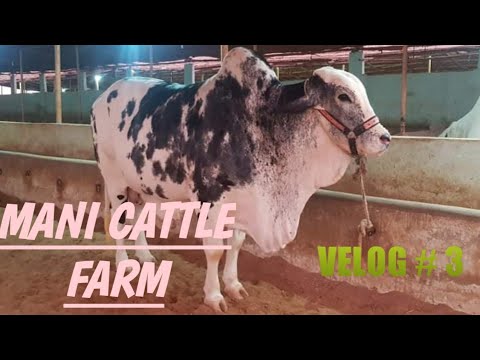 MANI CATTLE FARM || small clip || VELOG # 3 - YouTube