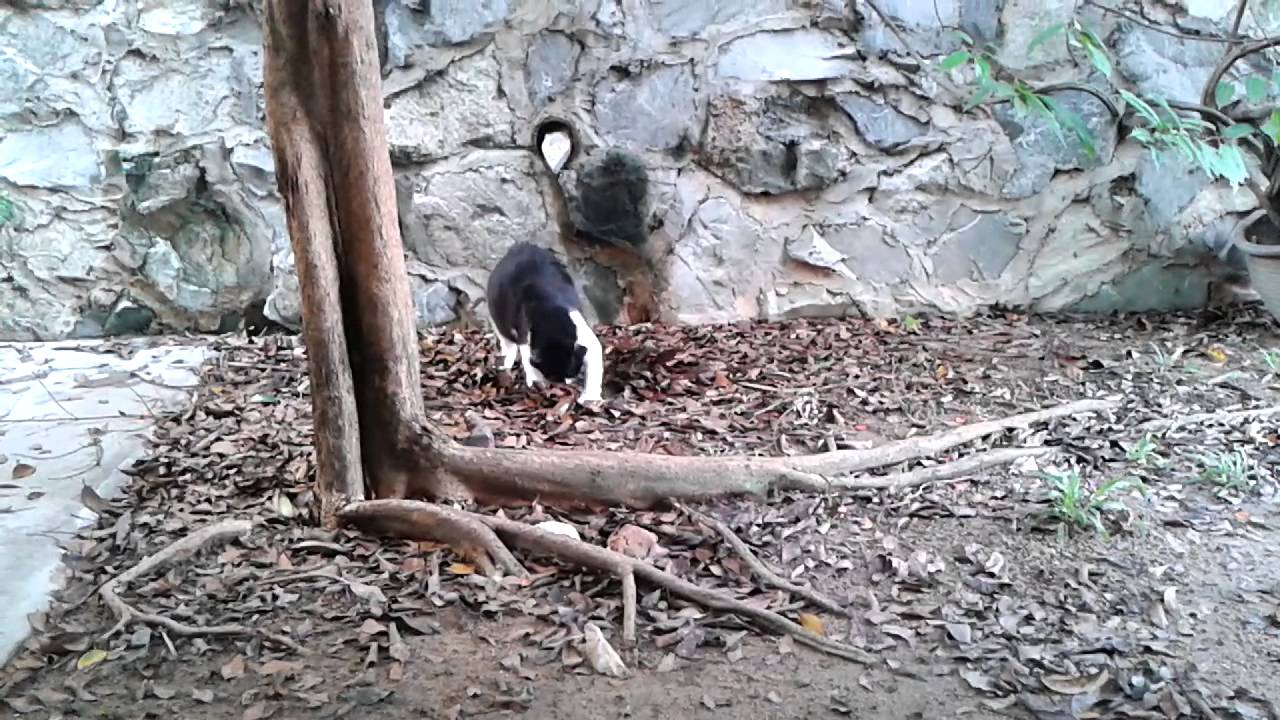 And now pangsai - YouTube