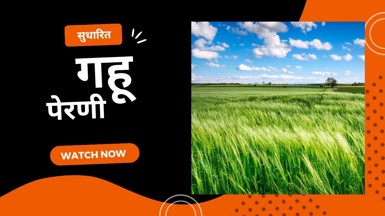गहू पेरणी |gahu perni mahiti | गहू पेरणी तंत्रज्ञान. - YouTube