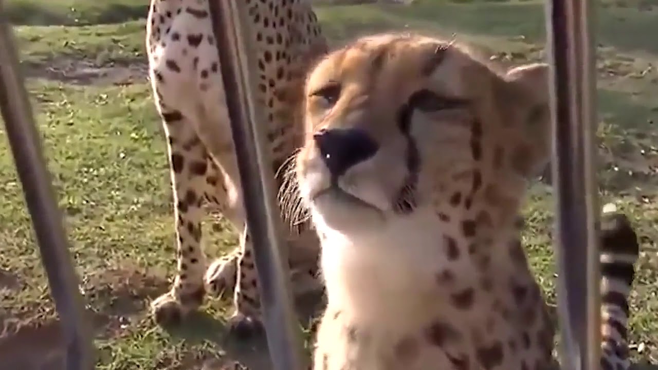 Cheetahs Meowing and purring - YouTube