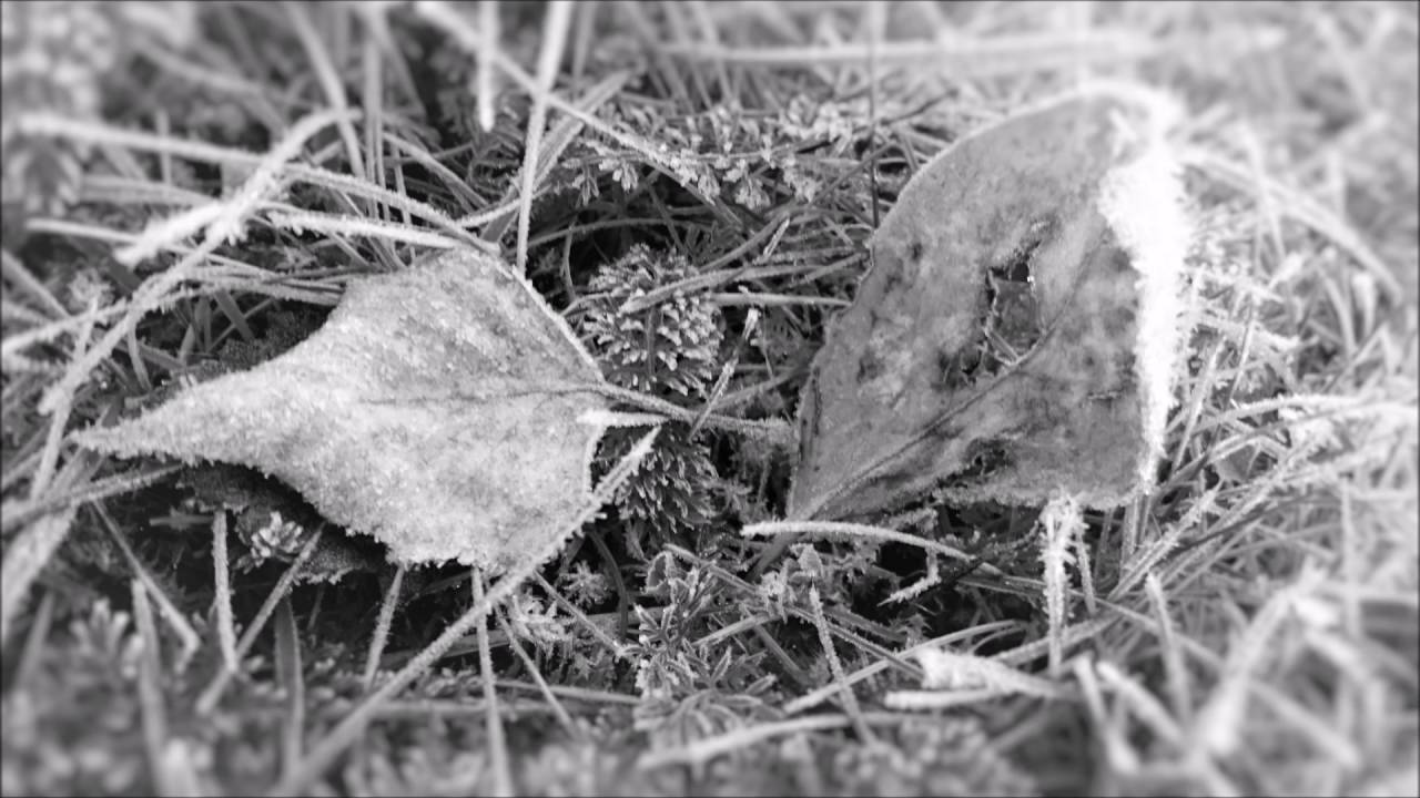 Fall of the Leafe - Instrumental demo #8 - YouTube Music