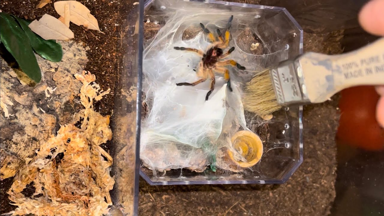 Rehouse - Harpactira pulchripes (Golden Blue Leg Baboon Tarantula) with ...