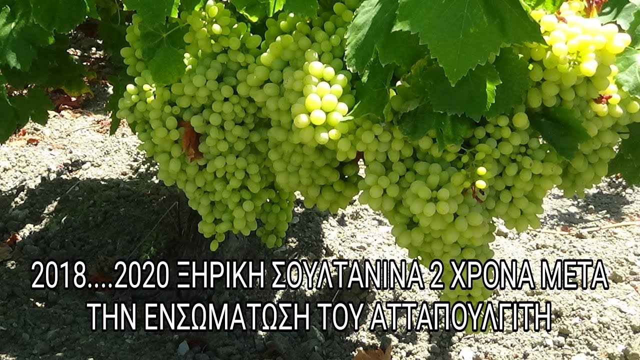 ΤΟ ΑΠΟΤΕΛΕΣΜΑ ΕΦΑΡΜΟΓΗΣ ΑΤΤΑΠΟΥΛΓΙΤΗ ΣΕ ΞΗΡΙΚΗ ΣΟΥΛΤΑΝΙΝΑ 2 ΧΡΟΝΙΑ ΜΕΤΑ ...