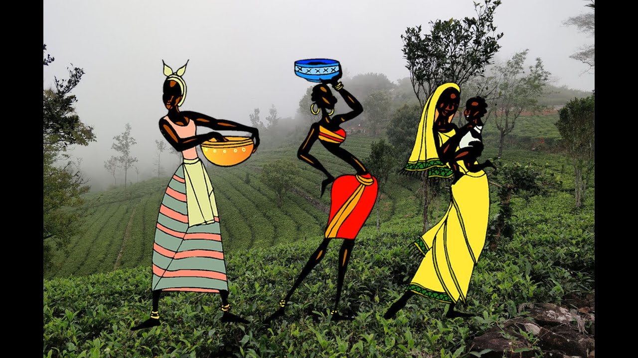 Kotagiri Tribes | Tea Estates and its cultivation | Kurumba Irula Toda ...