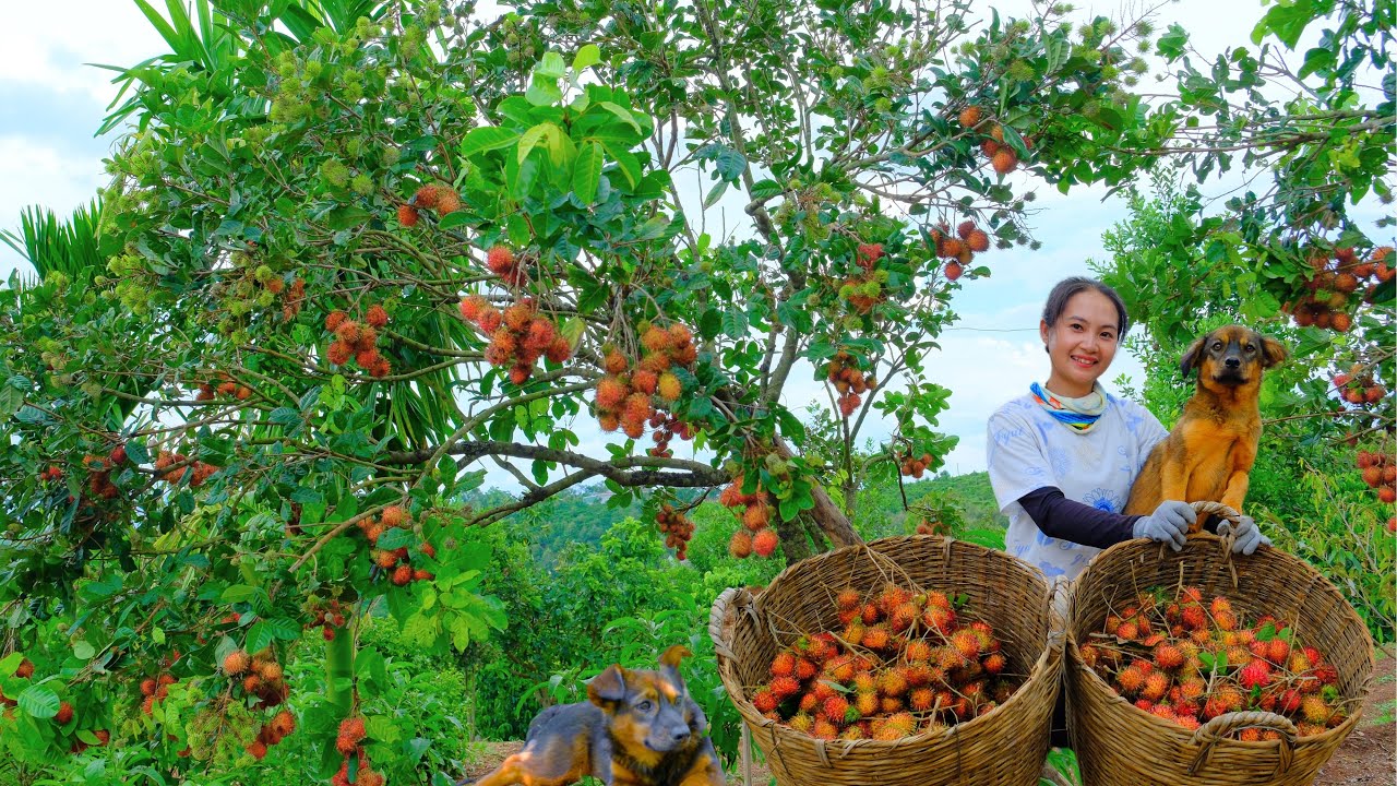 Harvesting Rambutans Goes To Market Sell - Processing Drinks From ...