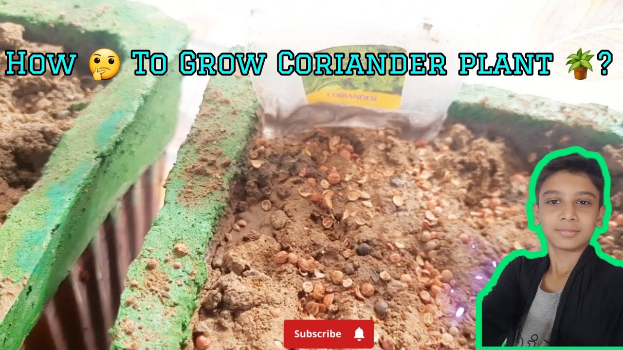How 🤔 To Grow Coriander Plant At Home 🏡?🪴 Finally Seeds Ka Use Ho gya 😄 ...
