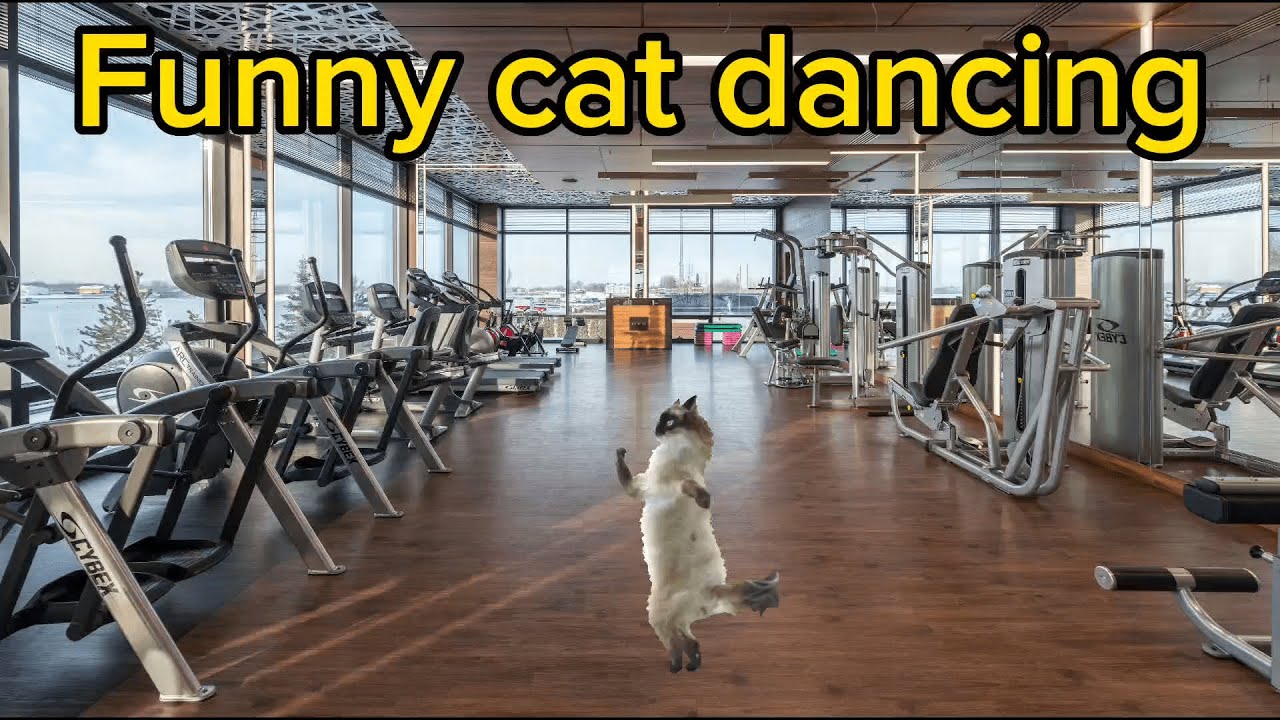 Funny cat dancing - YouTube