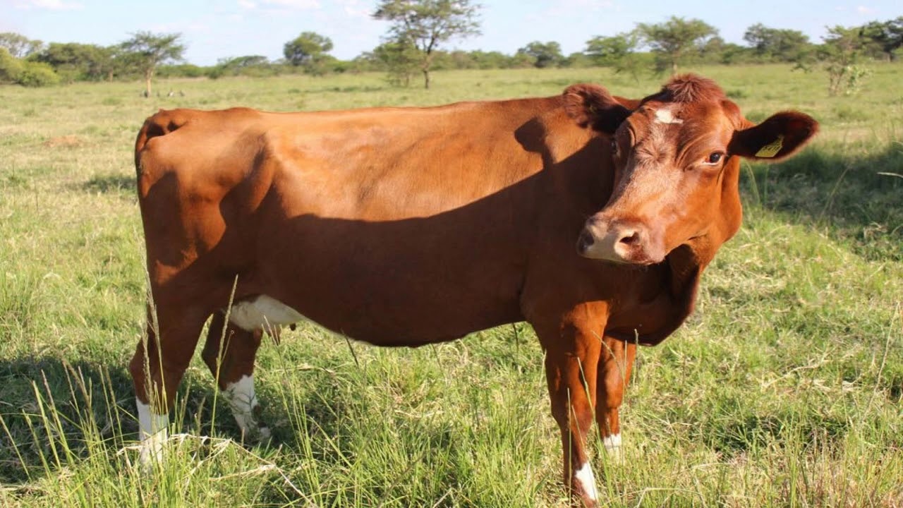 Red Dane cattle breed - YouTube